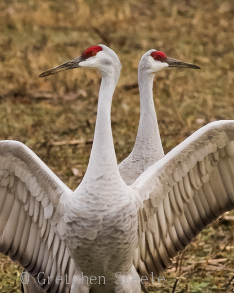 Kentucky Sandhill Cranes – Winter Wildlife Watching at Its Finest – The ...
